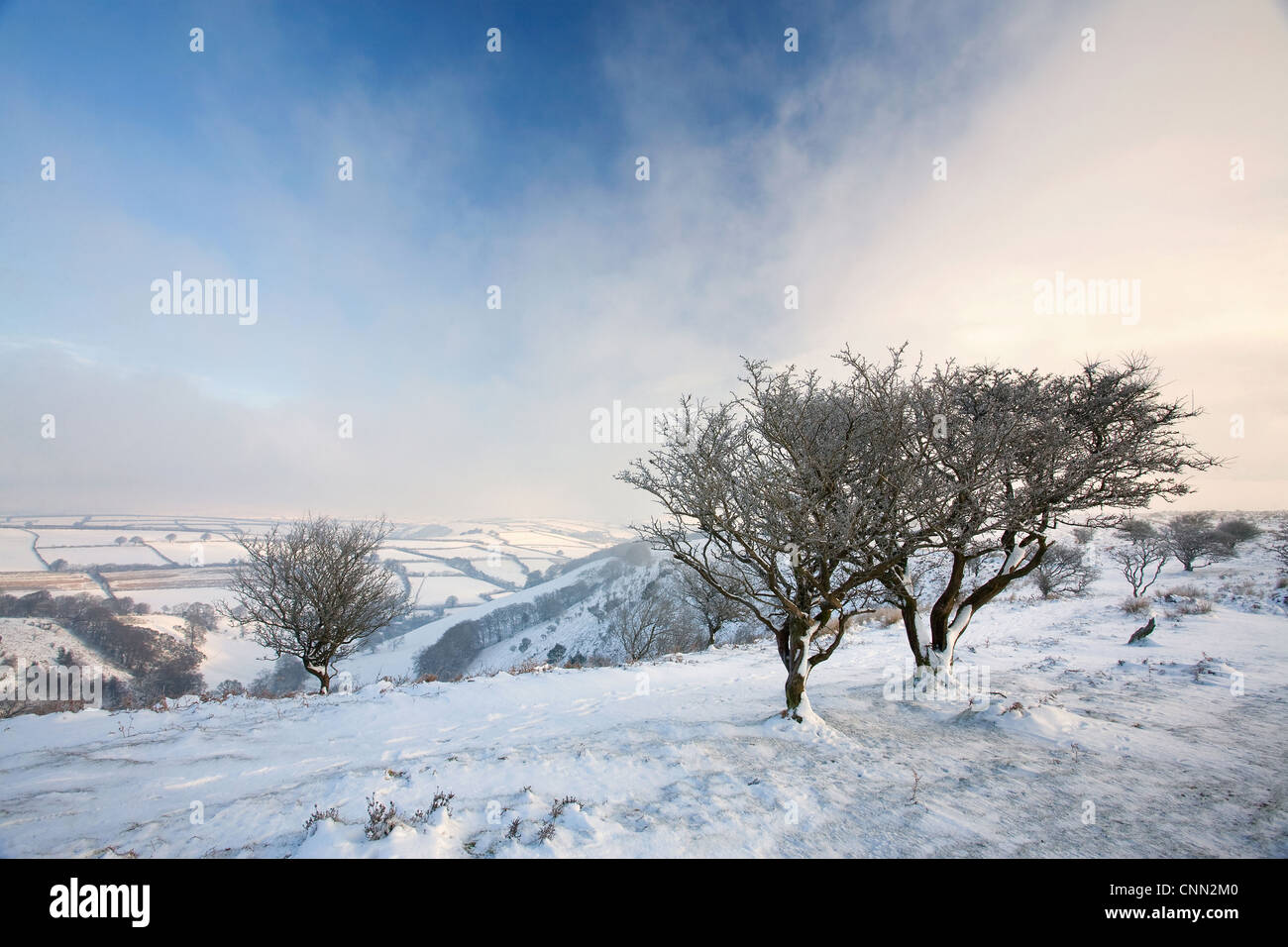 Snow covered landscape with hawthorn trees, Winsford Hill, overlooking ...