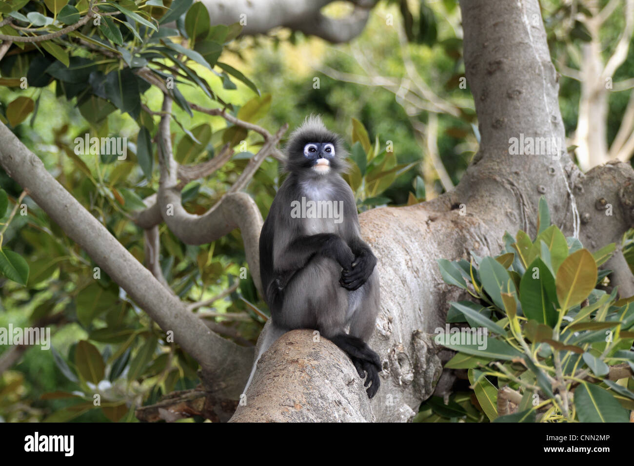 Dusky Leaf Monkey (Trachypithecus obscurus) adult male, sitting on ...
