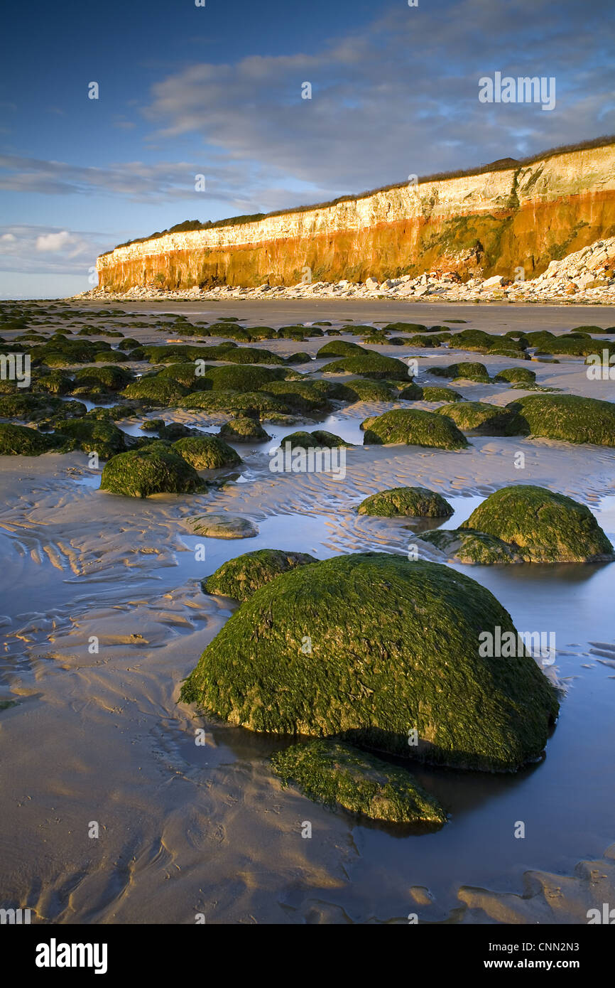 Sunset algae covered eroded boulders beach low tide chalk carrstone sea ...