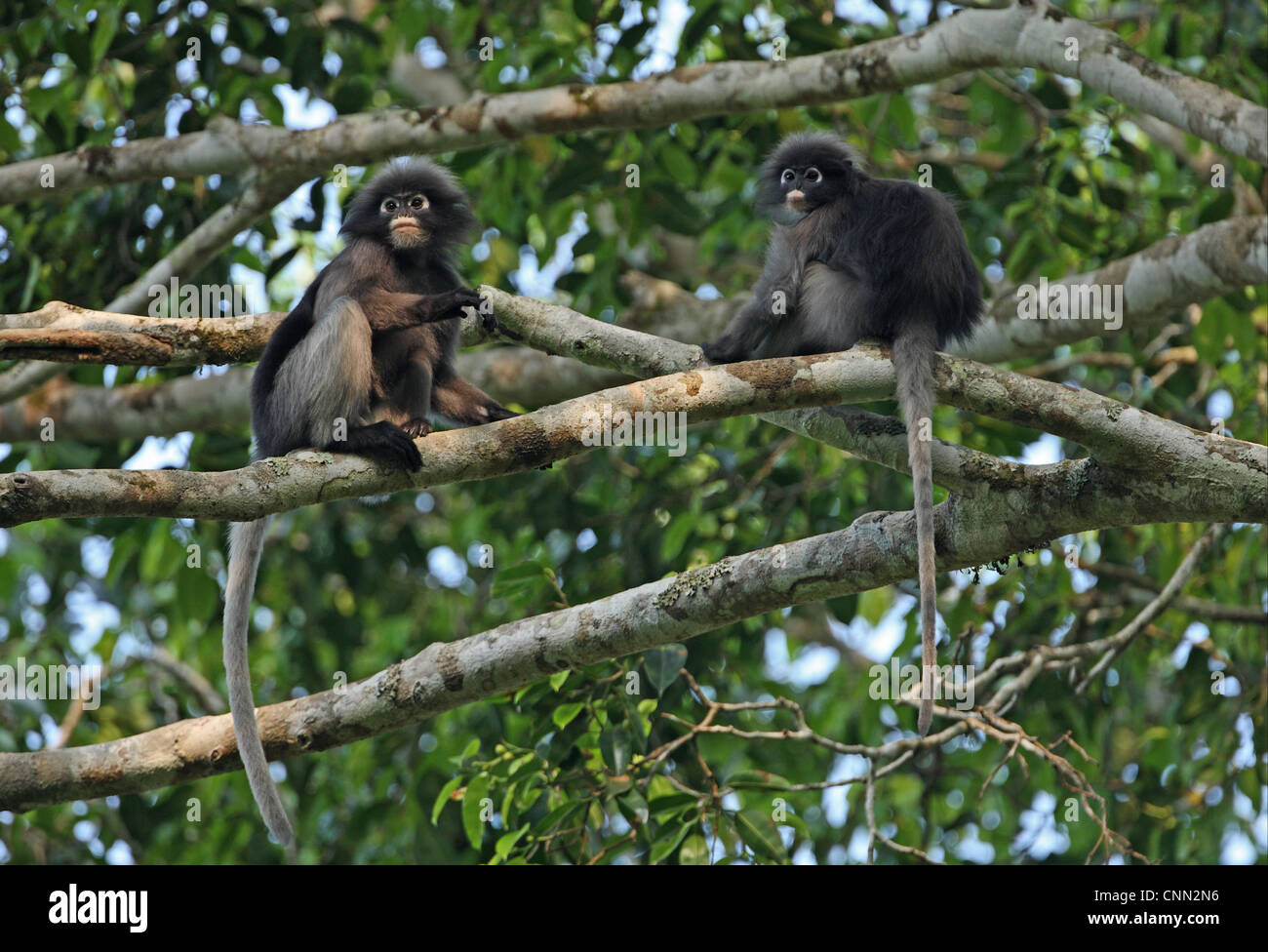 Dusky Leaf Monkey Trachypithecus obscurus adult female juvenile sitting ...