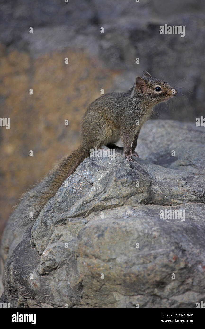 Sciurotamias davidianus hi-res stock photography and images - Alamy