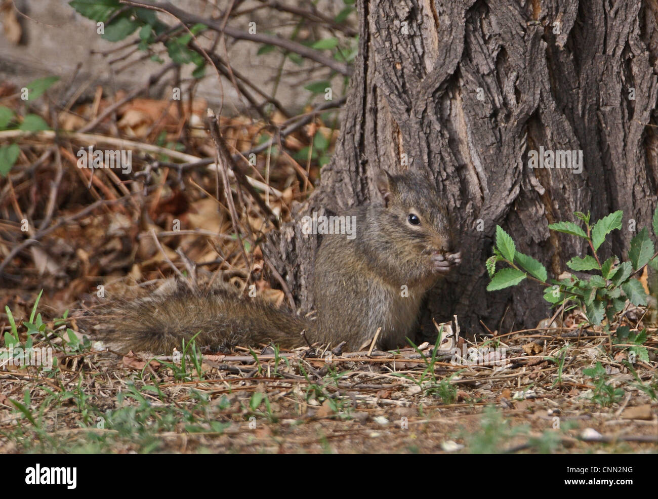 Sciurotamias davidianus hi-res stock photography and images - Alamy
