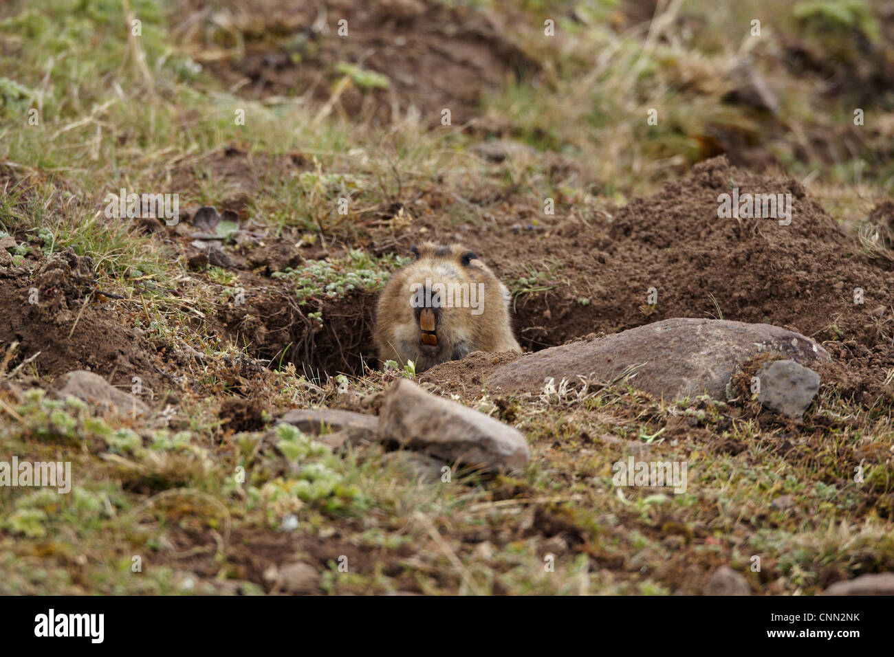 African mole rats hi-res stock photography and images - Alamy