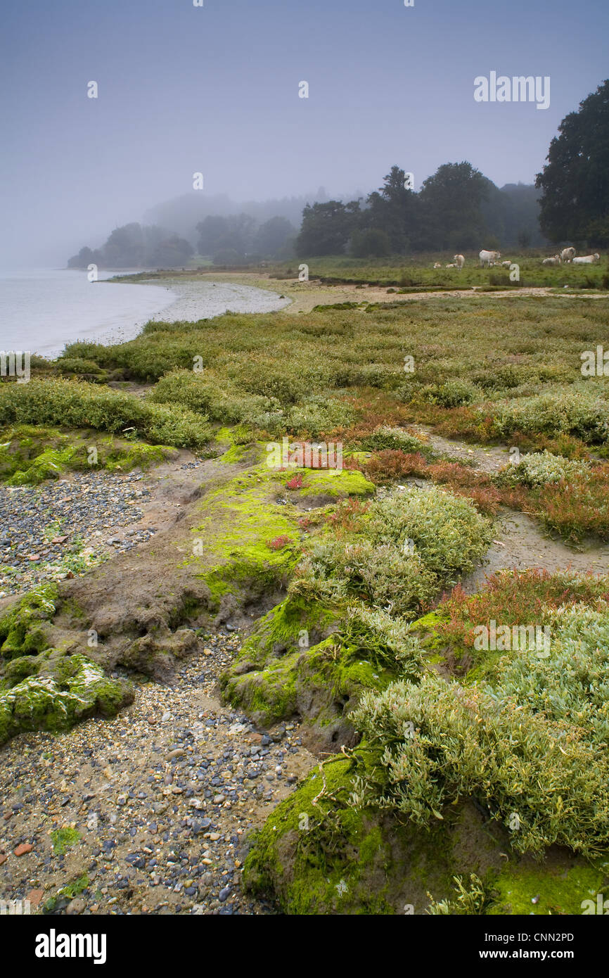 River estuary scenery hi-res stock photography and images - Alamy