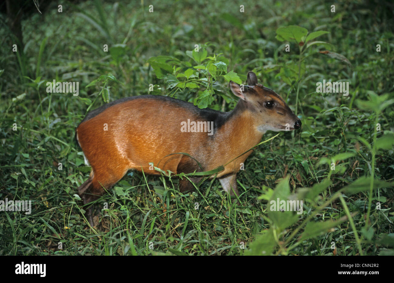 Cephalophus dorsalis hi-res stock photography and images - Alamy