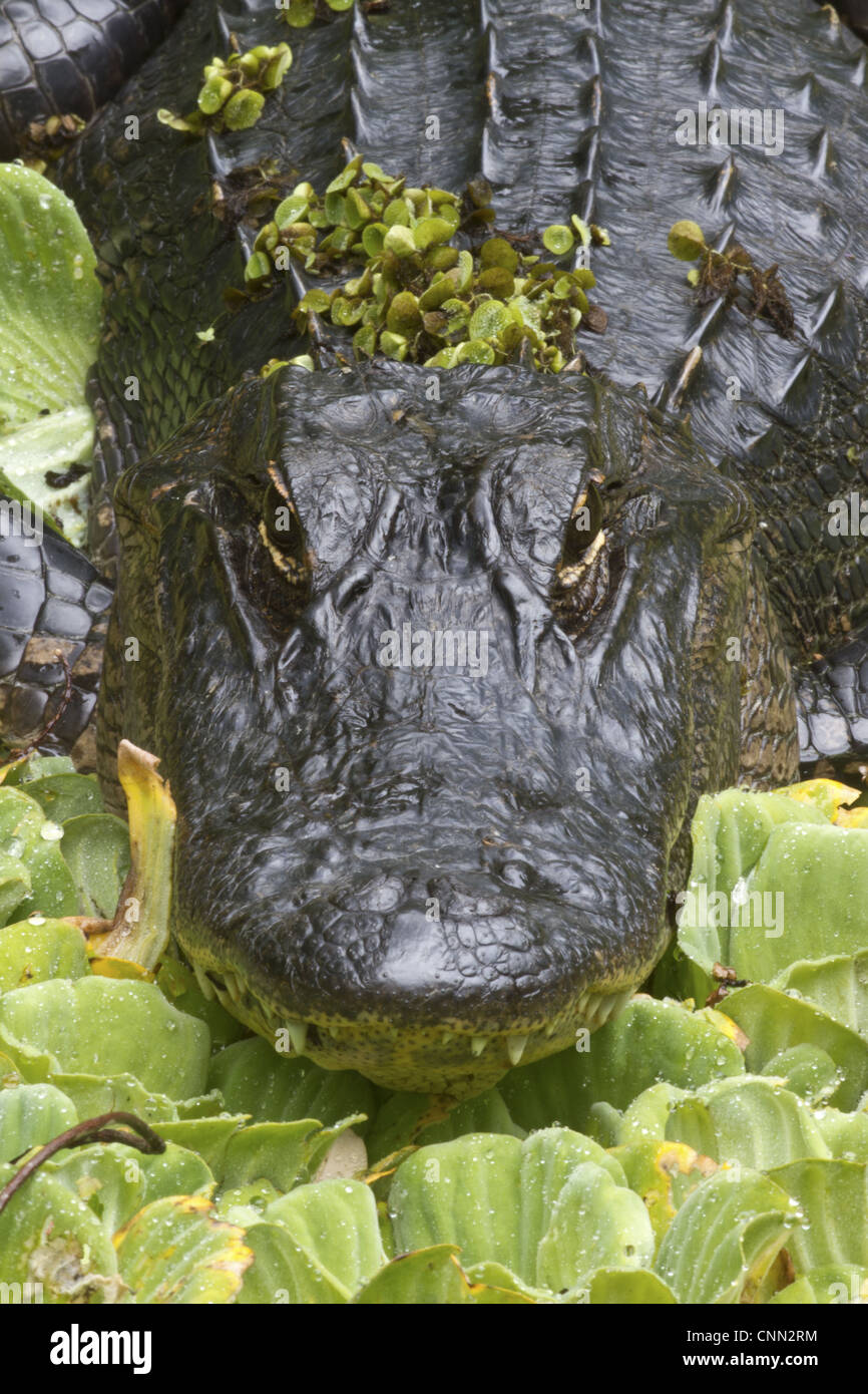 Alligators face hi-res stock photography and images - Alamy