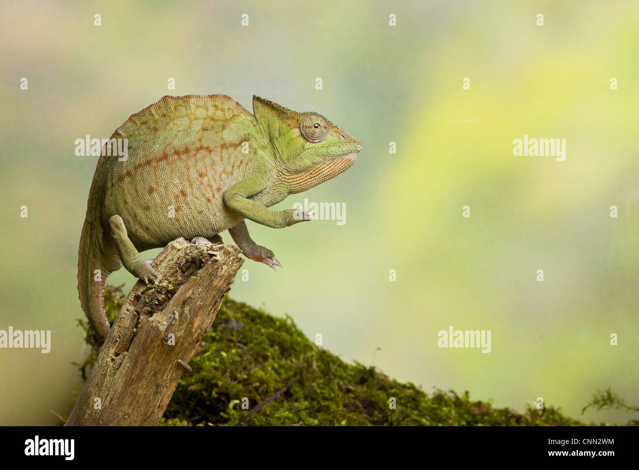 Crested Chameleon (Trioceros cristatus) adult, standing on branch, West ...