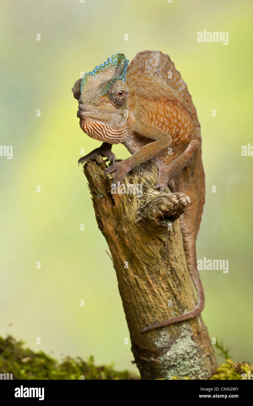 Crested Chameleon (Trioceros cristatus) adult male, standing on branch ...