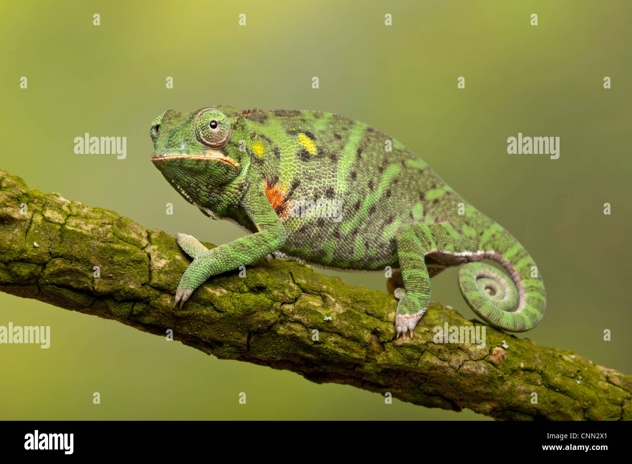 Minor's Chameleon (Furcifer minor) adult female, standing on branch ...