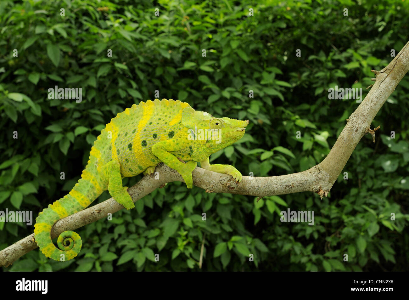 Mellers Chameleon