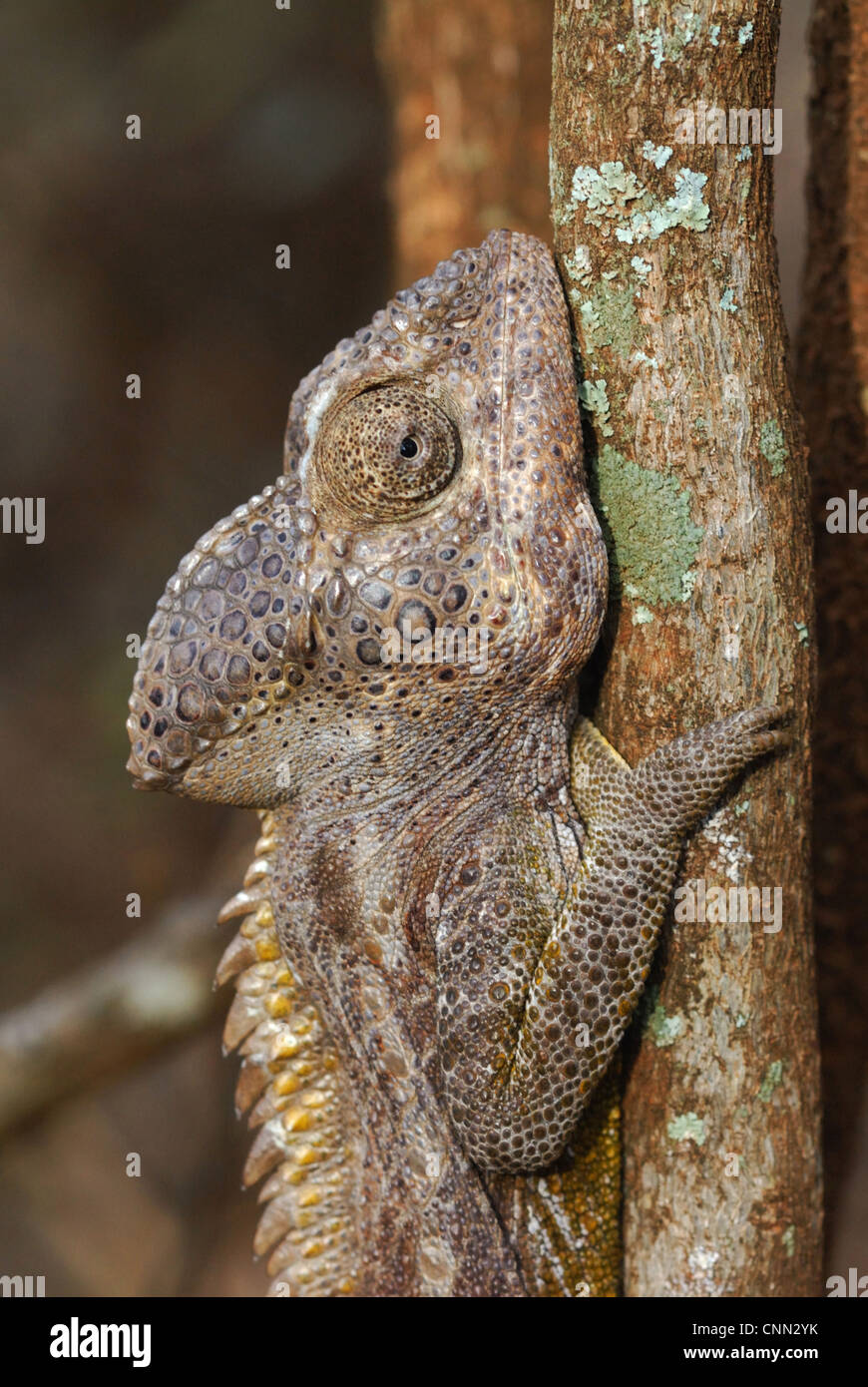 Warty Chameleon Furcifer verrucosus adult male close-up head branch ...
