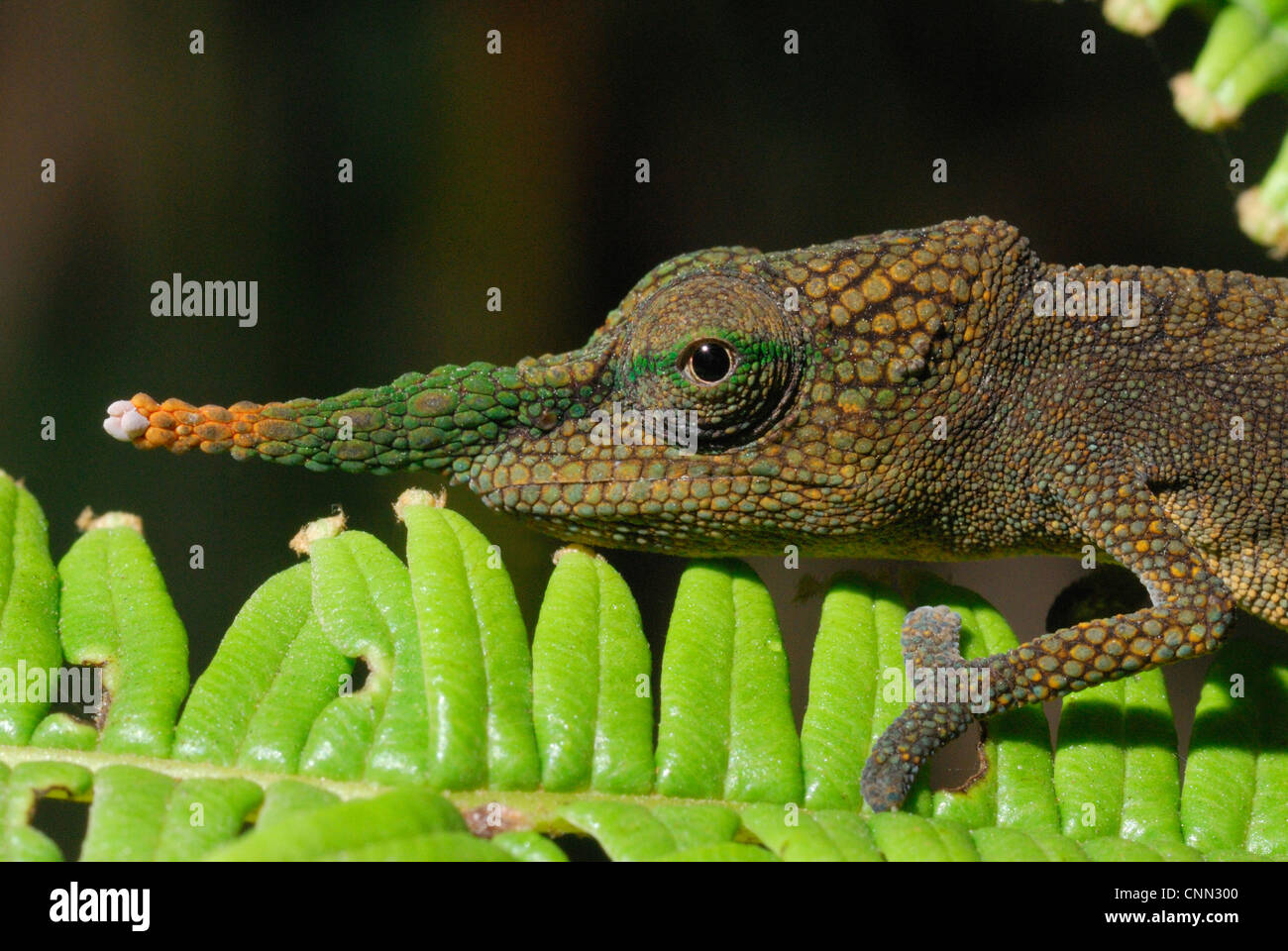 Long-nosed Chameleon Calumma gallus adult male close-up head on leaf in ...