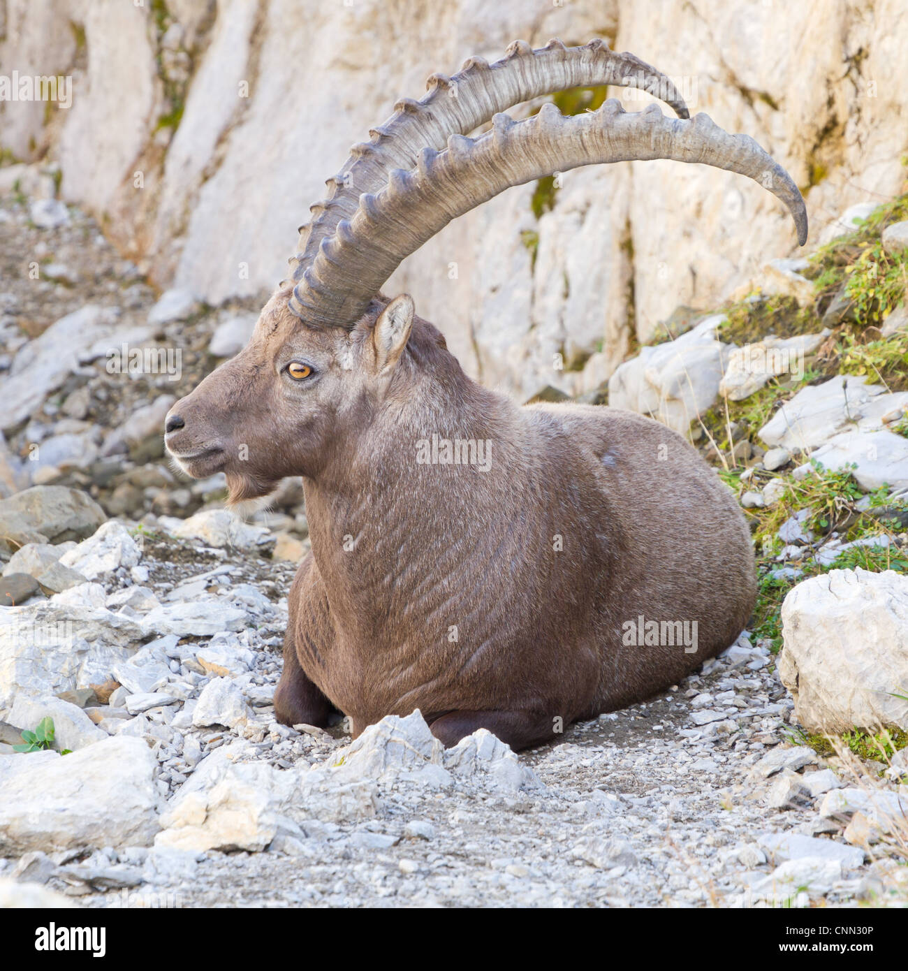 large strong male alpine ibex (Capra ibex) a wild goat species in ...