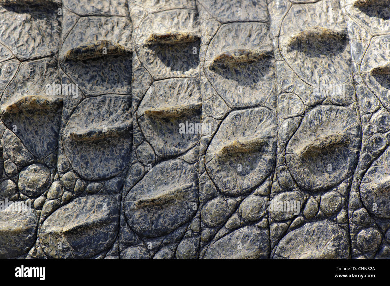 Crocodile Skins Stock Photos & Crocodile Skins Stock Images - Alamy