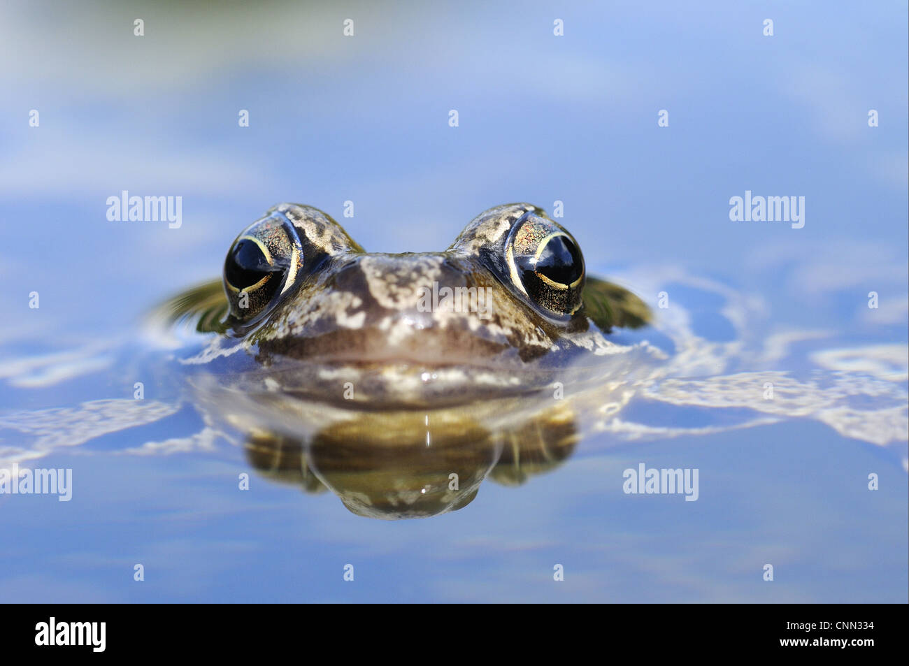Common Frog (Rana temporaria) adult, close-up of head, resting at ...