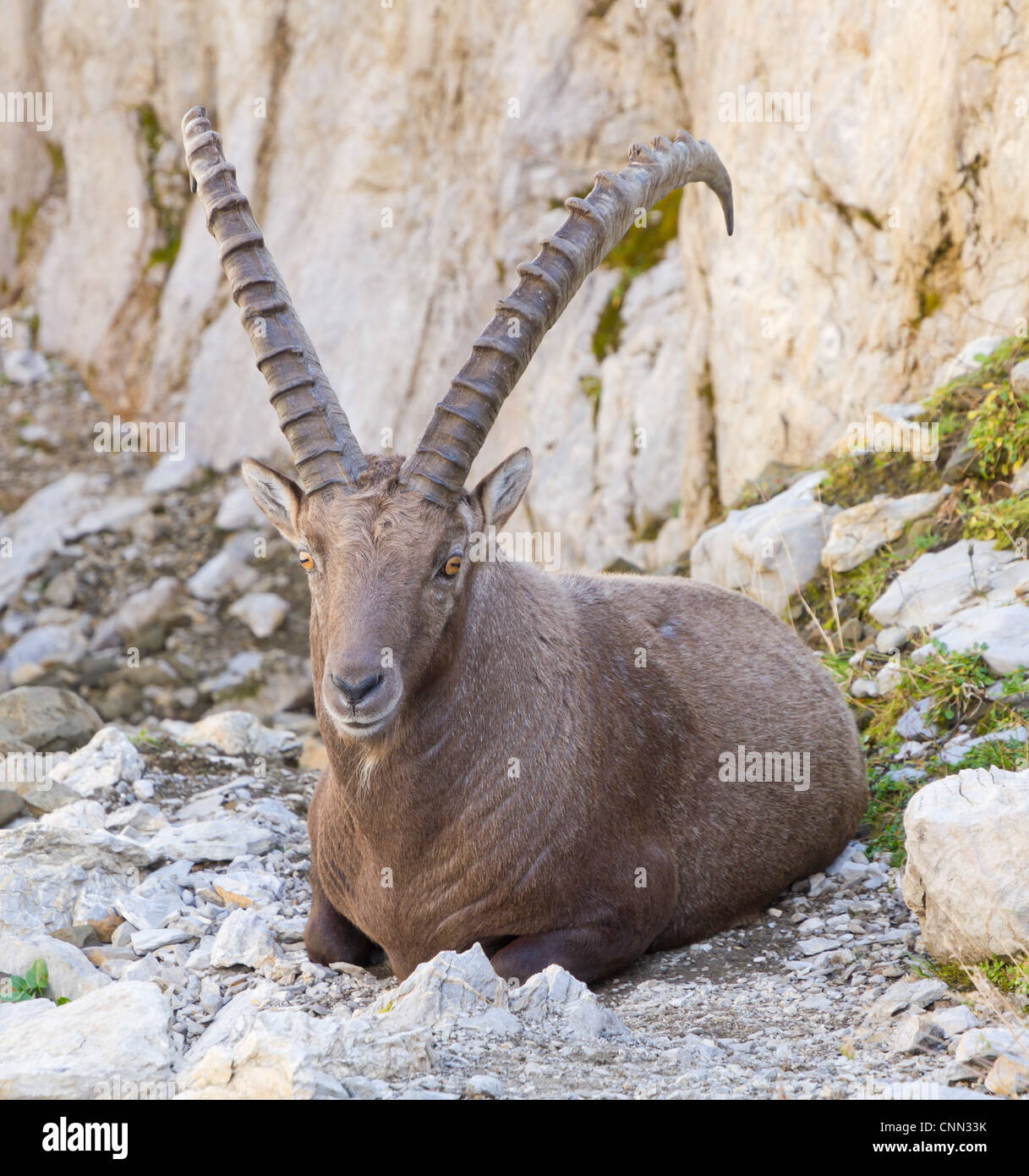 large strong male alpine ibex (Capra ibex) a wild goat species in ...