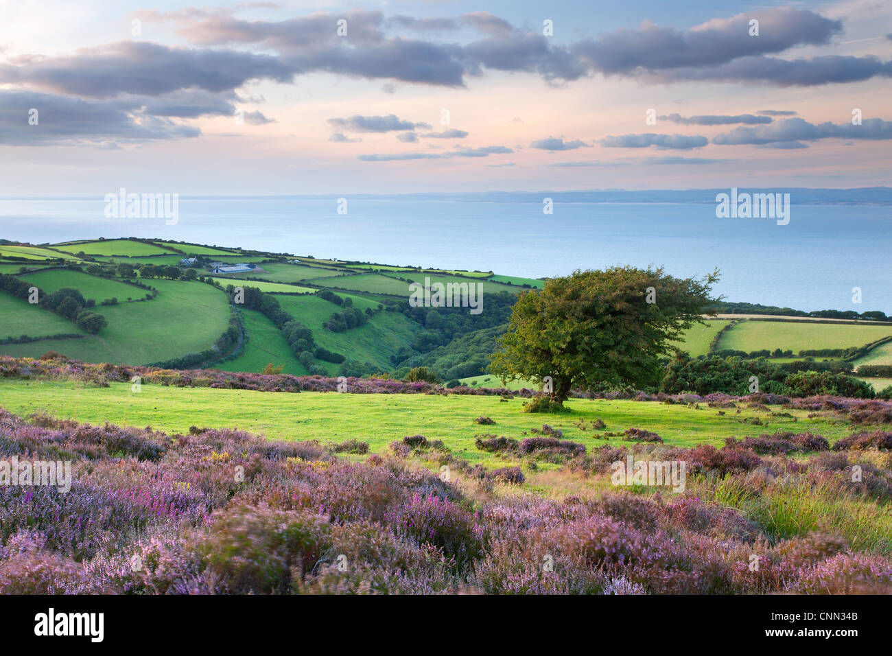 View flowering heather blowing breeze coastal farmland sunset Porlock ...