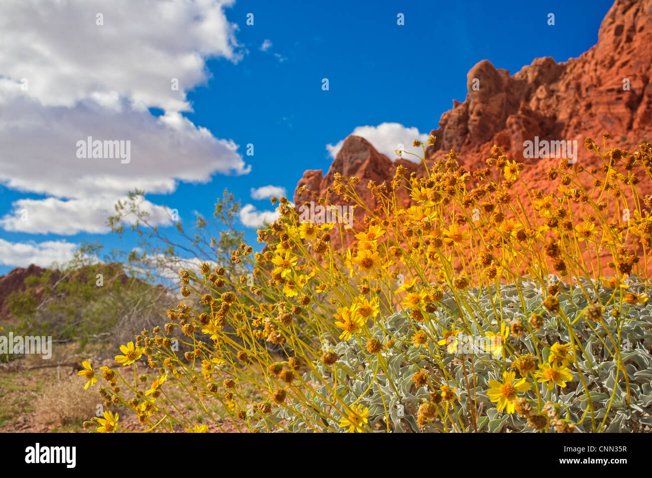 Wildflowers at Valley of Fire State Park - Nevada, USA Stock Photo - Alamy
