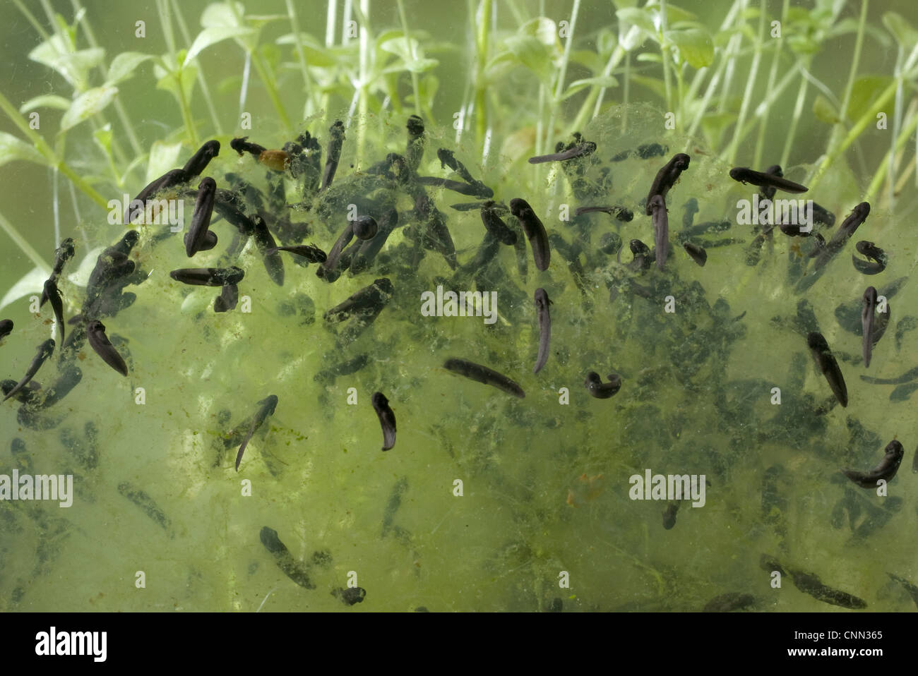Toad Eggs Hatching