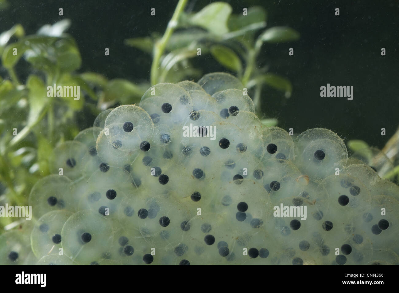 Common Frog (Rana temporaria) newly laid spawn, England Stock Photo - Alamy