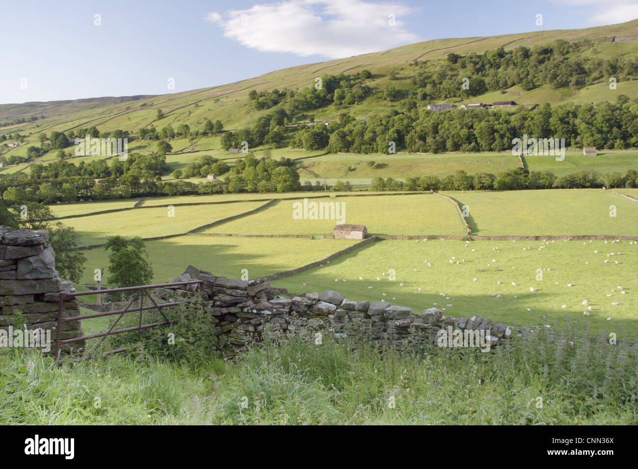 View gate drystone walls stone barns sheep grazing pasture river valley ...