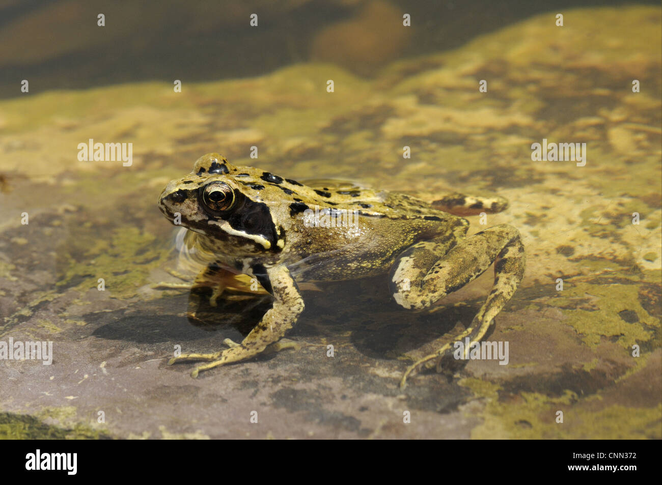 Common Frog (Rana temporaria) adult, resting in shallow water ...