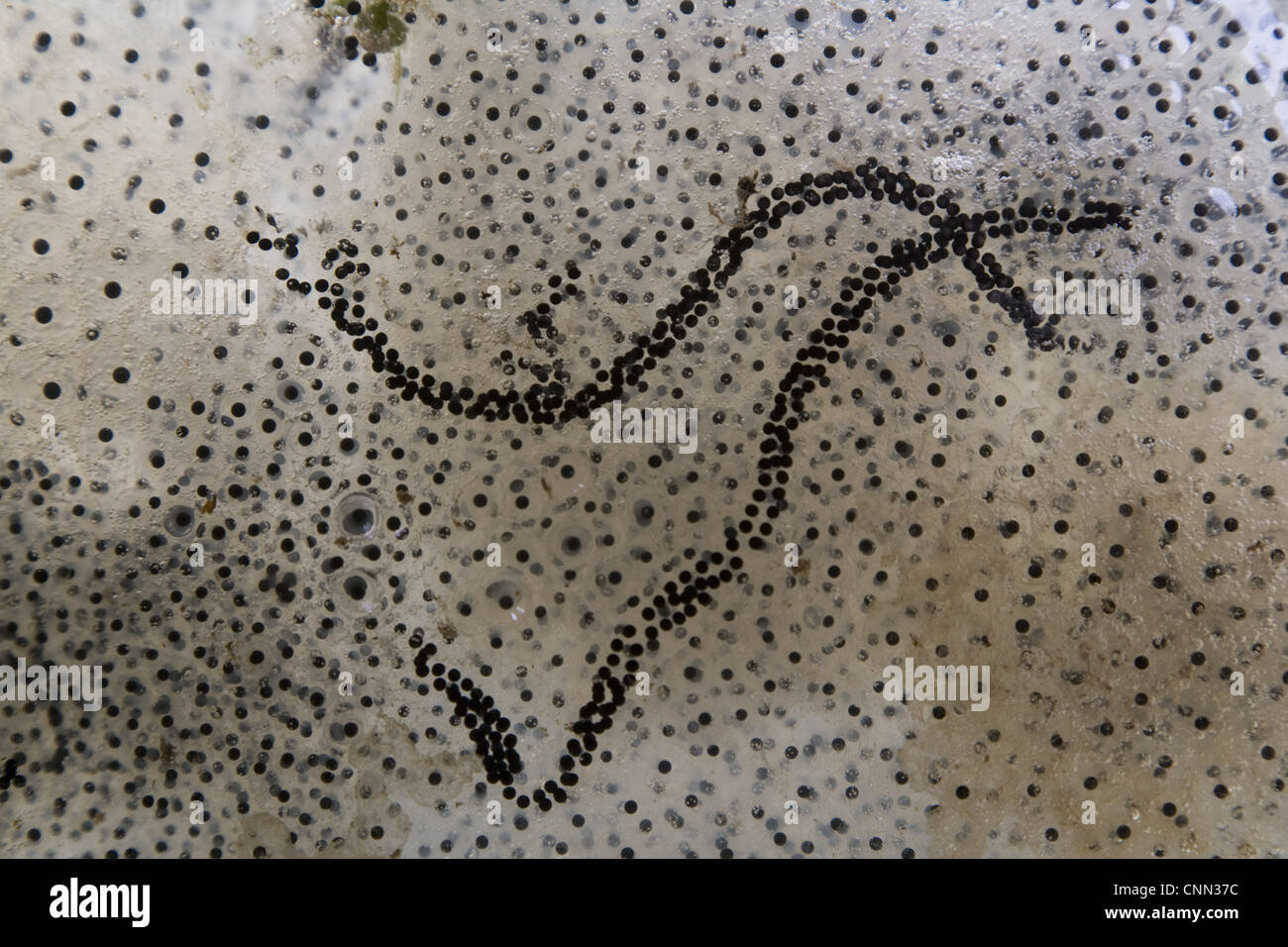 Common garden english frog toad hi-res stock photography and images - Alamy