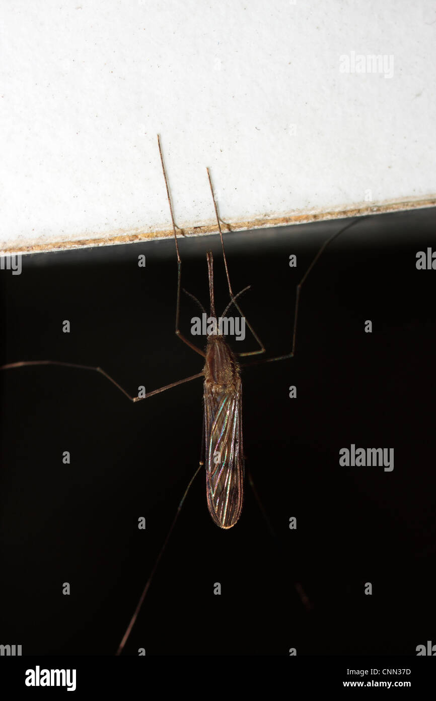 Invertebrates of ireland hi-res stock photography and images - Alamy