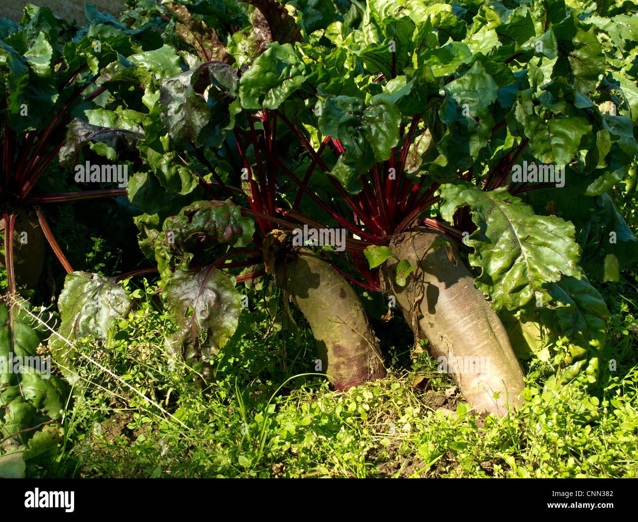 Beetroot, Beta vulgaris, in soil, produced by organic farming Stock ...