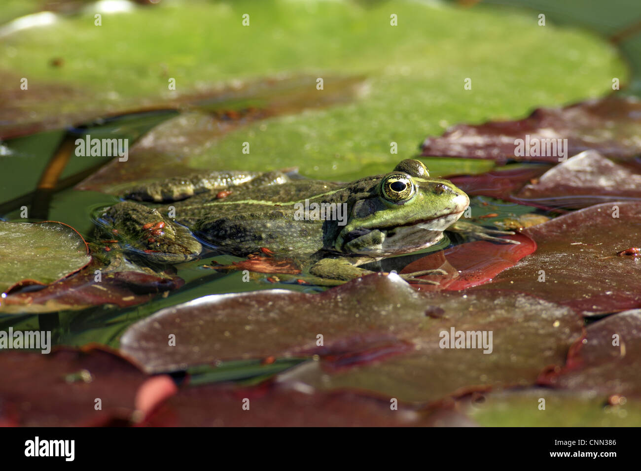 European edible frogs pelophylax kl hi-res stock photography and images ...