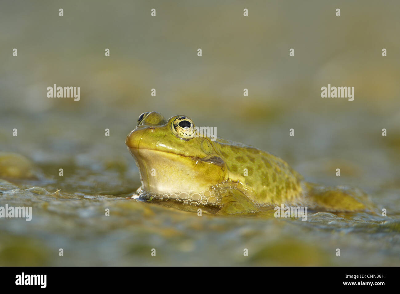 Marsh Frog (Rana ridibunda) adult, at surface of lake in evening ...