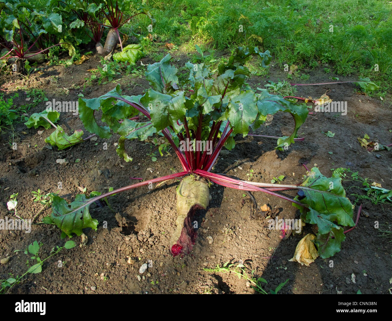 Rat damage hi-res stock photography and images - Alamy