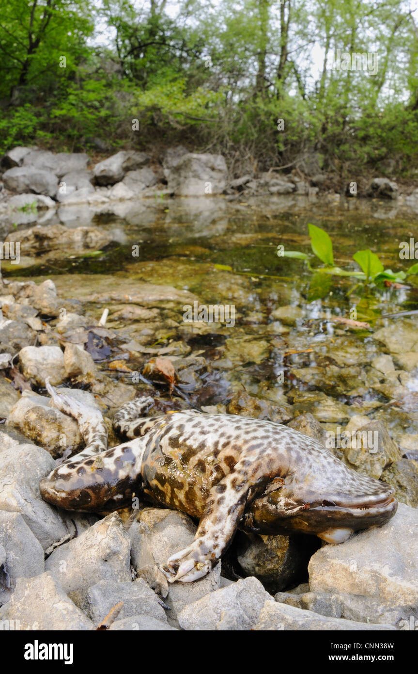 Marsh Frog (Pelophylax ridibundus) dead adult, killed by fungal disease ...
