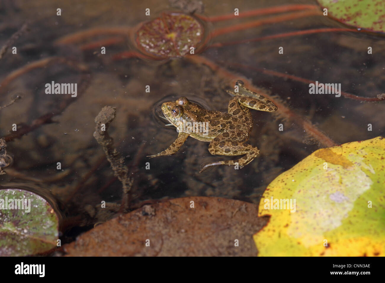 Indian skipper frog hi-res stock photography and images - Alamy
