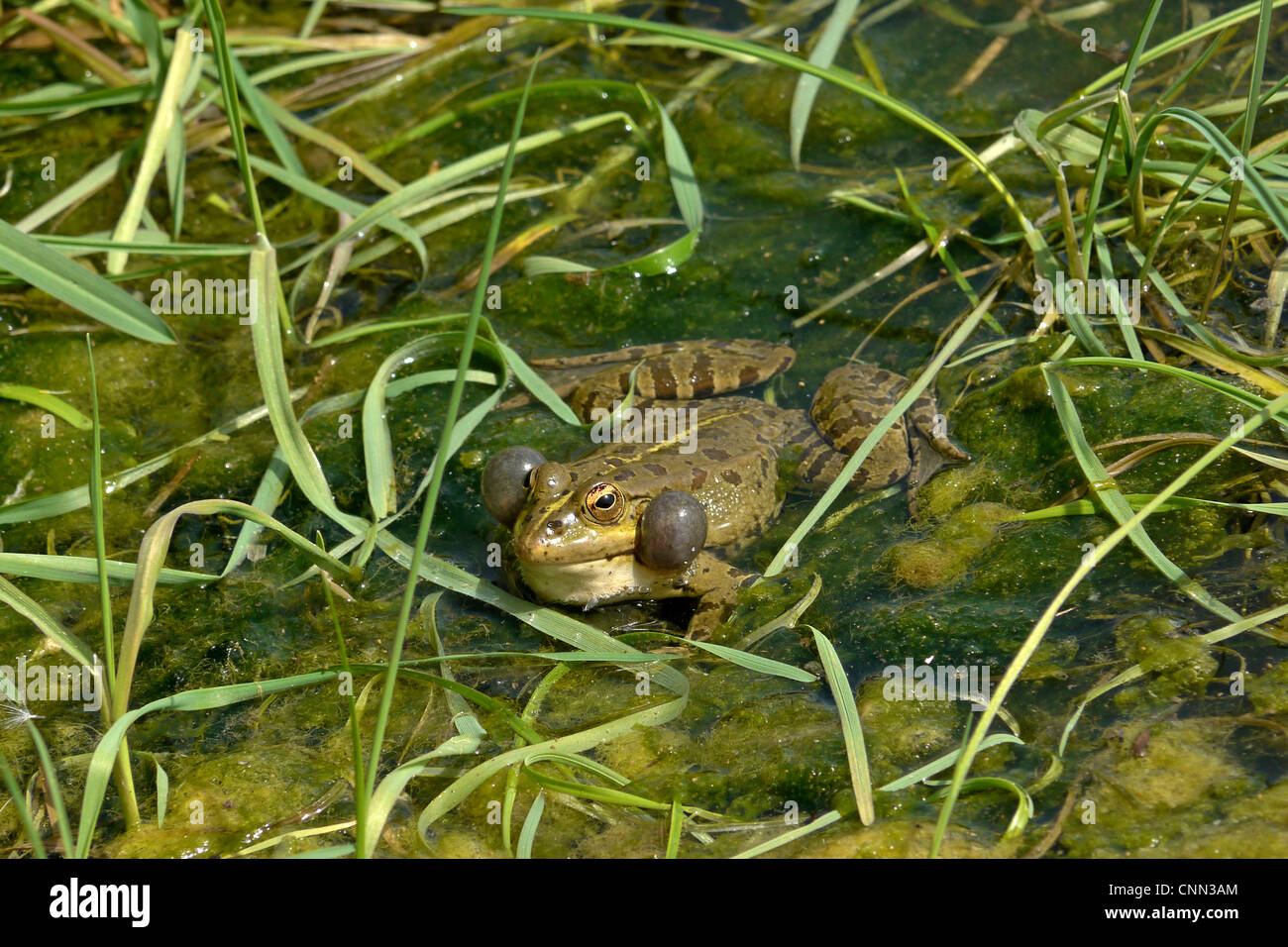 Marsh frogs have vocal sacs hi-res stock photography and images - Alamy