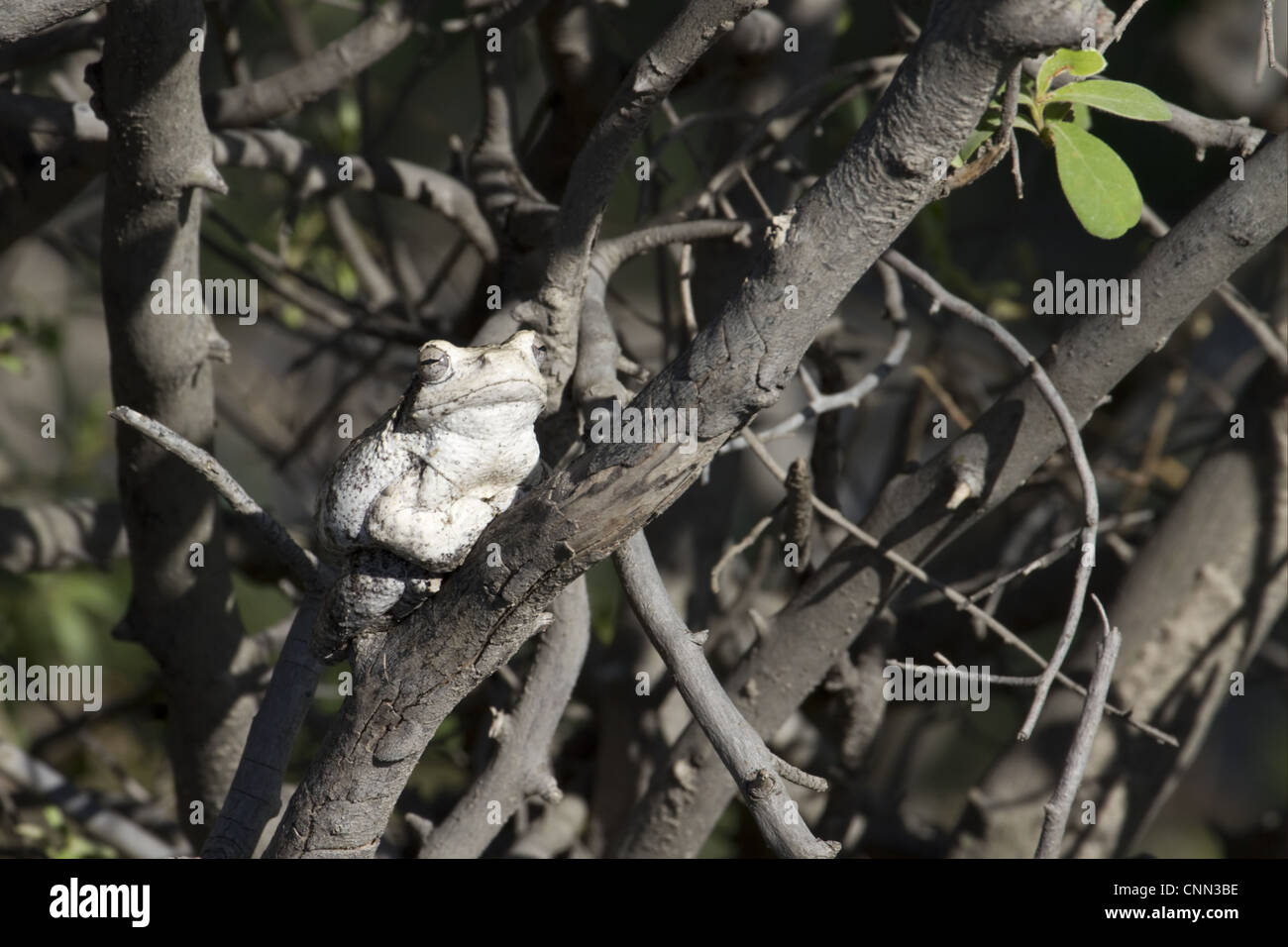 African foam nest tree frog hi-res stock photography and images - Alamy