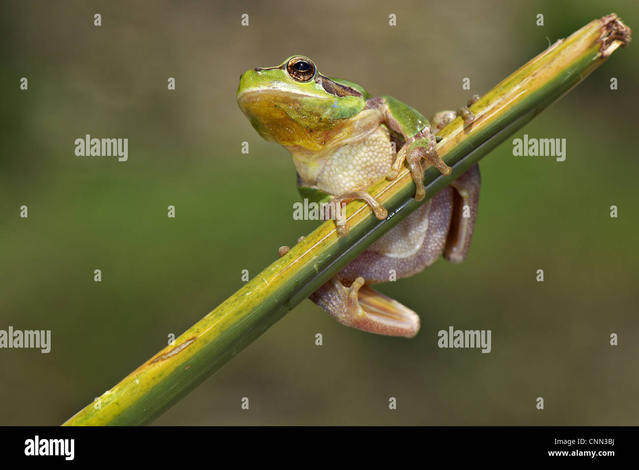Stripeless tree frogs hi-res stock photography and images - Alamy