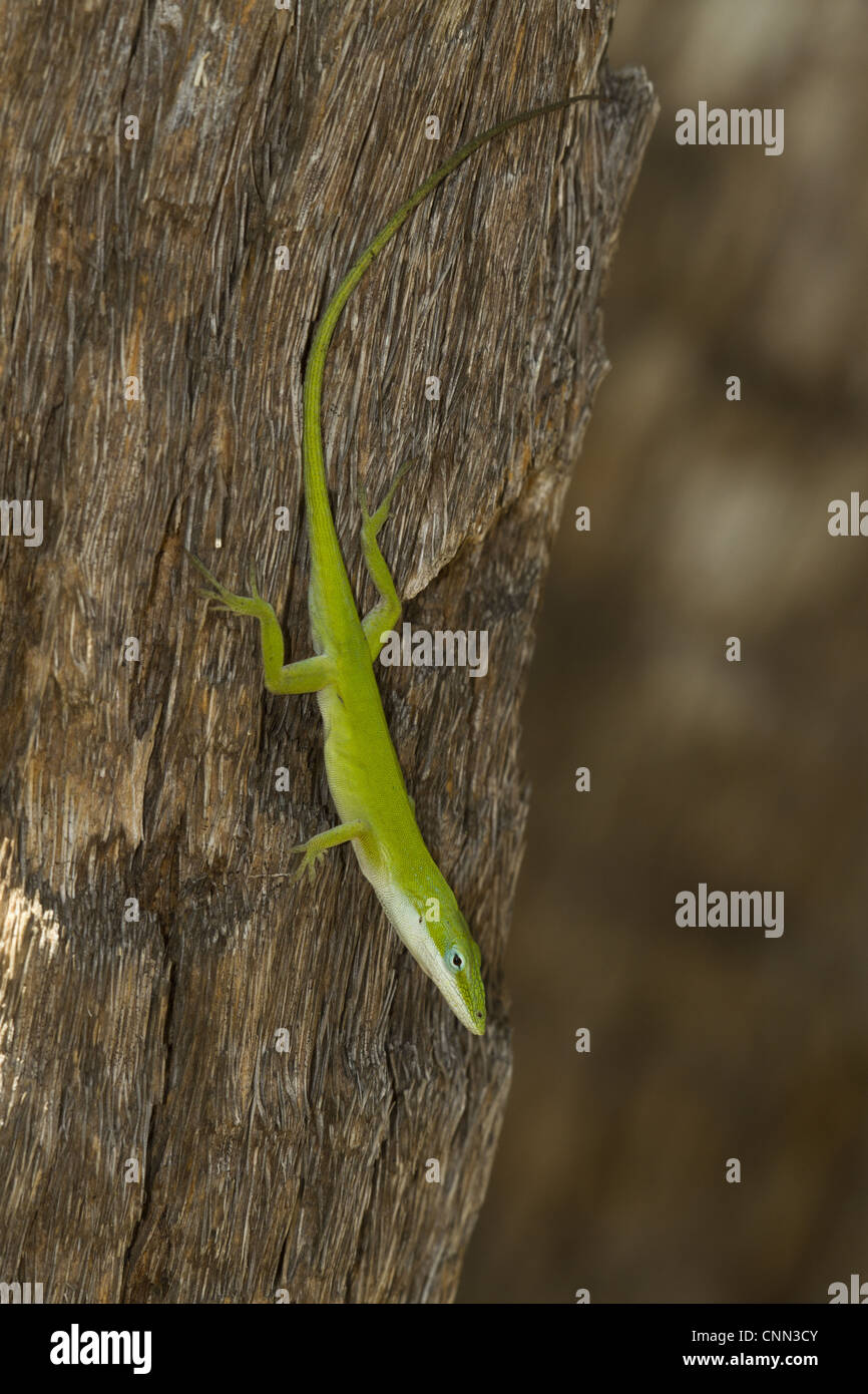 American green anole hi-res stock photography and images - Alamy