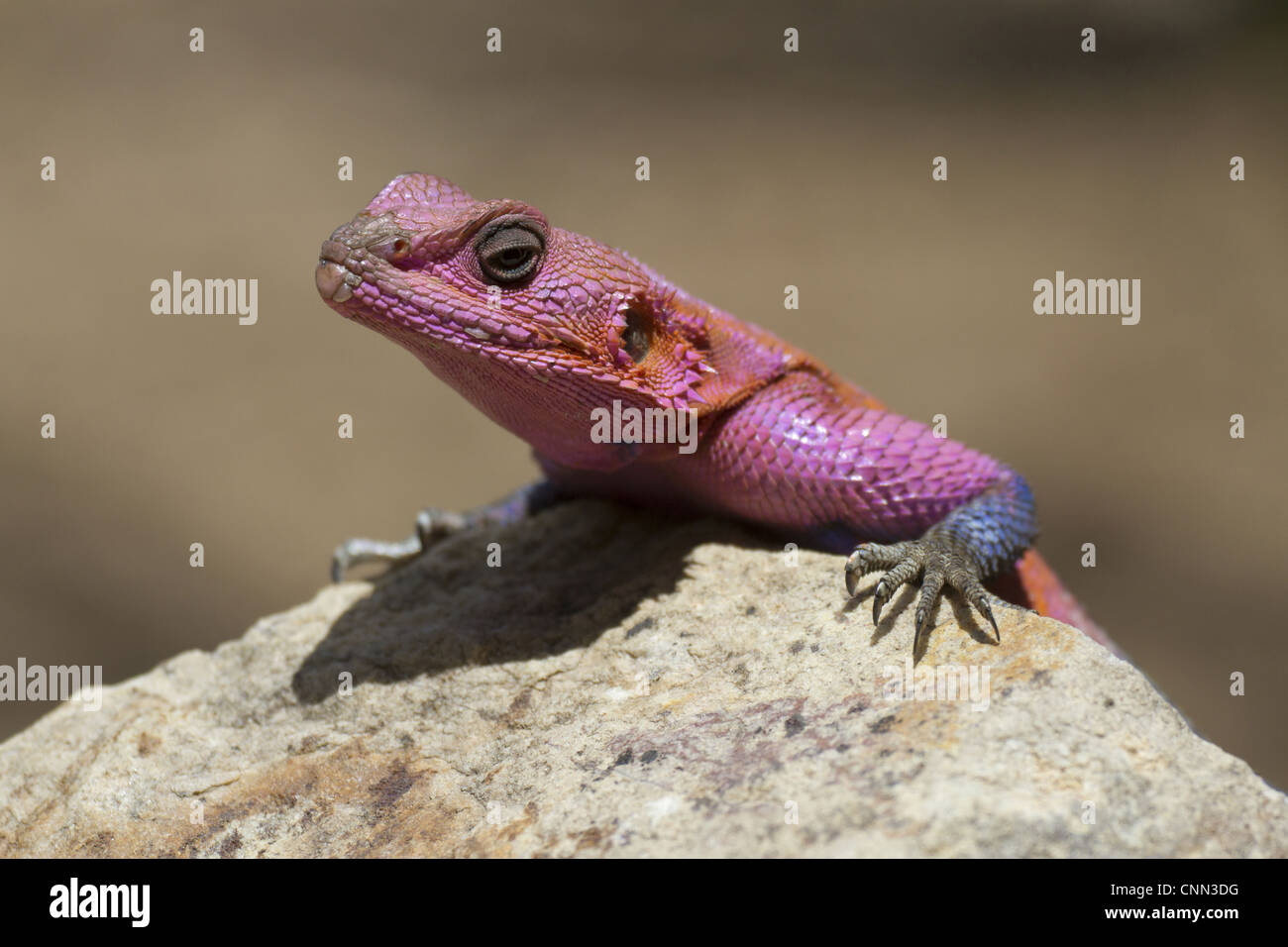 Flat lizards hi-res stock photography and images - Alamy