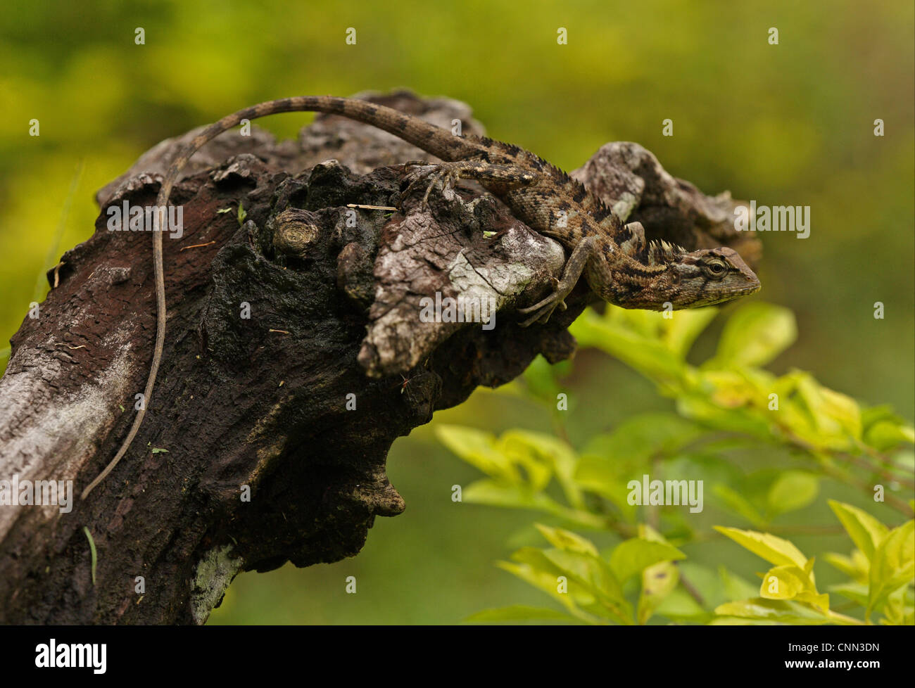Oriental Garden Lizard (Calotes versicolor) adult, climbing on tree ...
