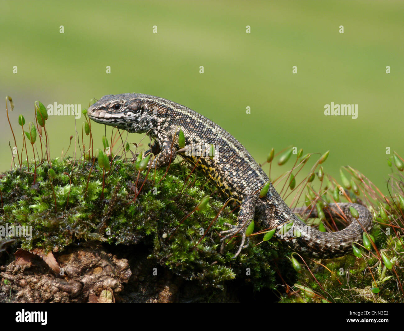 Common Lizard (Zootoca vivipara) adult, resting on moss covered stump ...