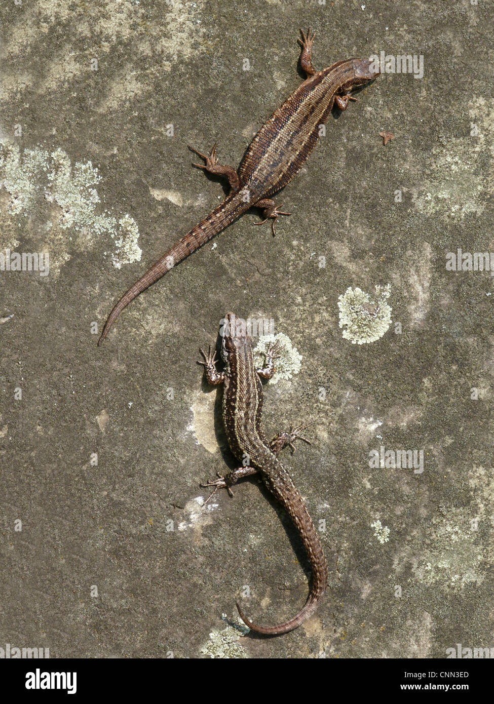 Common Lizard (Zootoca vivipara) adult male and female, basking on ...
