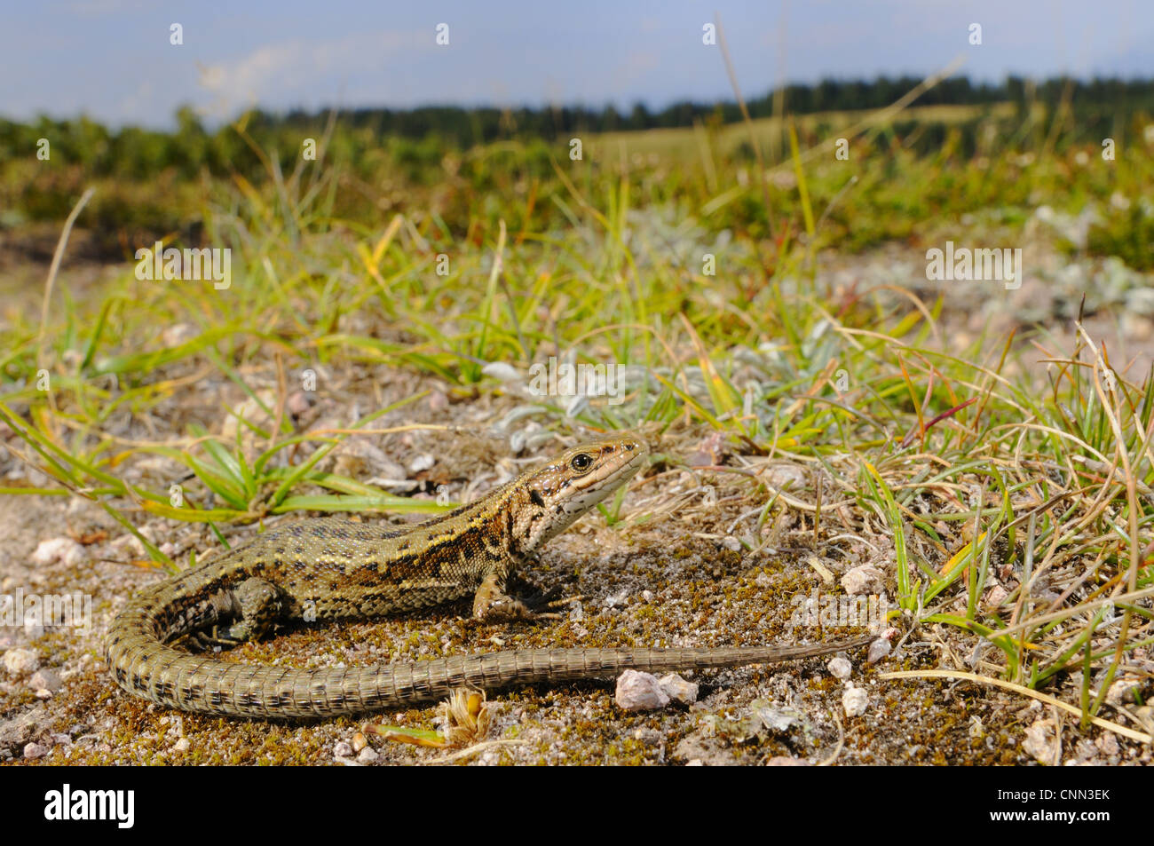 Common Lizard (Zootoca vivipara) adult, standing in habitat, Italian ...