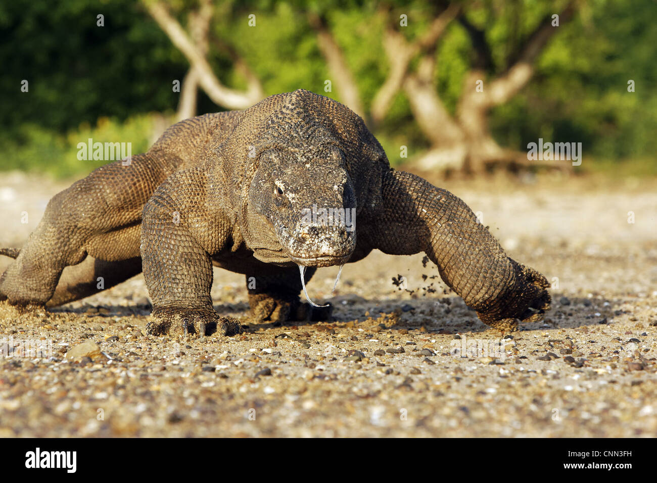 Komodo Dragon Varanus komodensis adult walking drooling saliva Komodo N ...