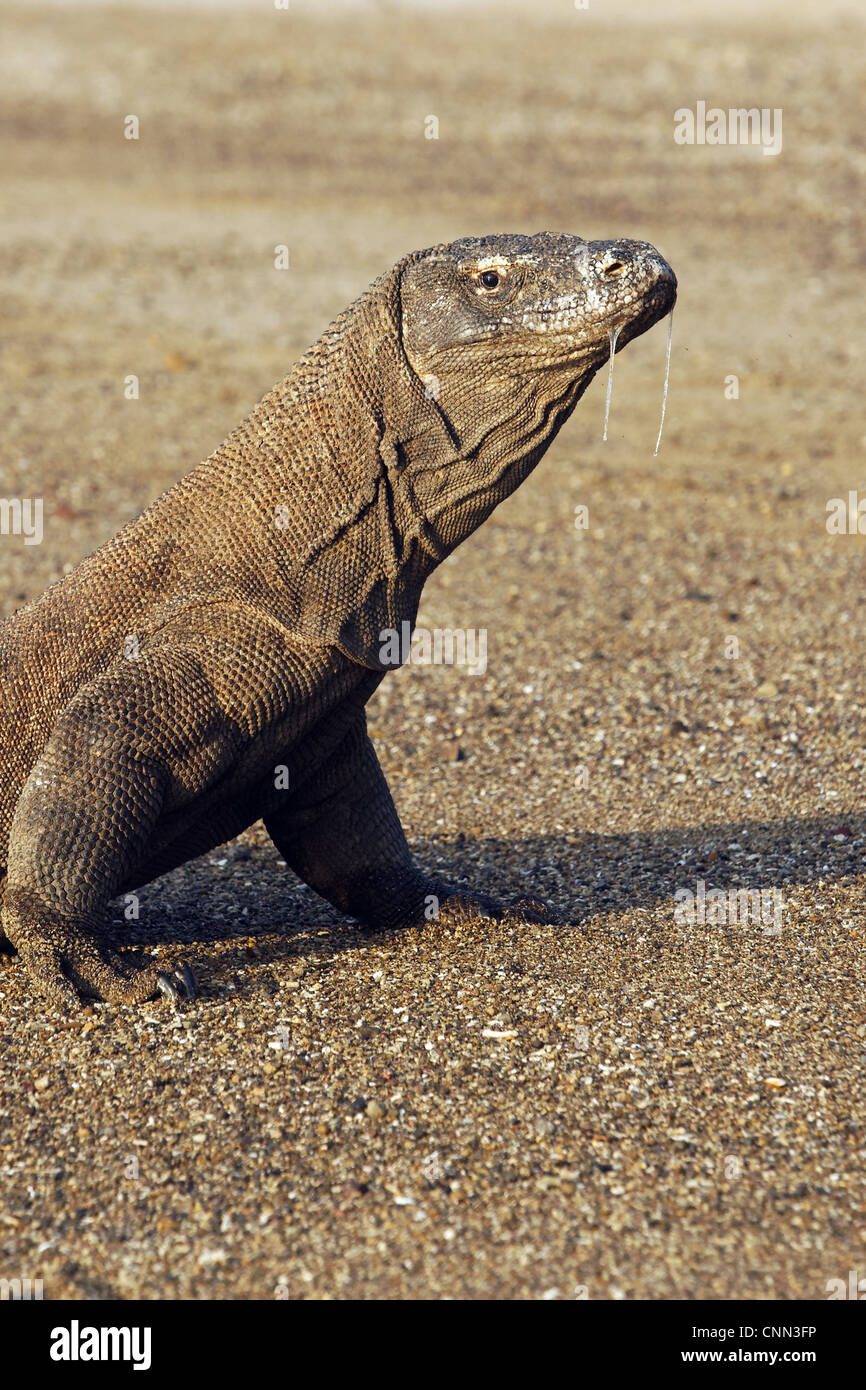 Komodo Dragon (Varanus komodensis) adult, drooling saliva, Komodo N.P ...