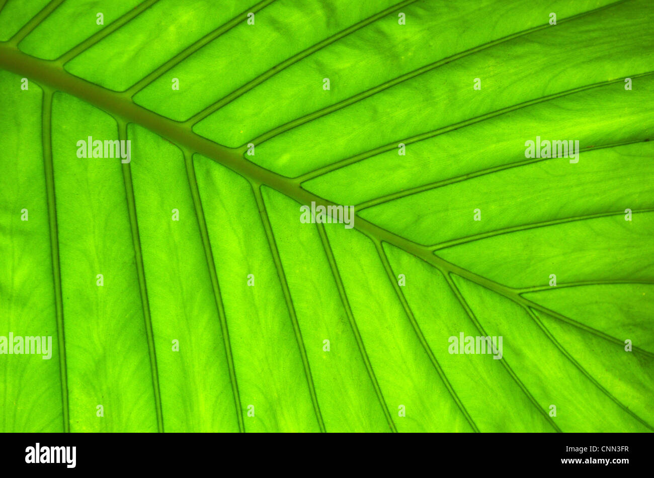 leaf of a plant close up Stock Photo - Alamy