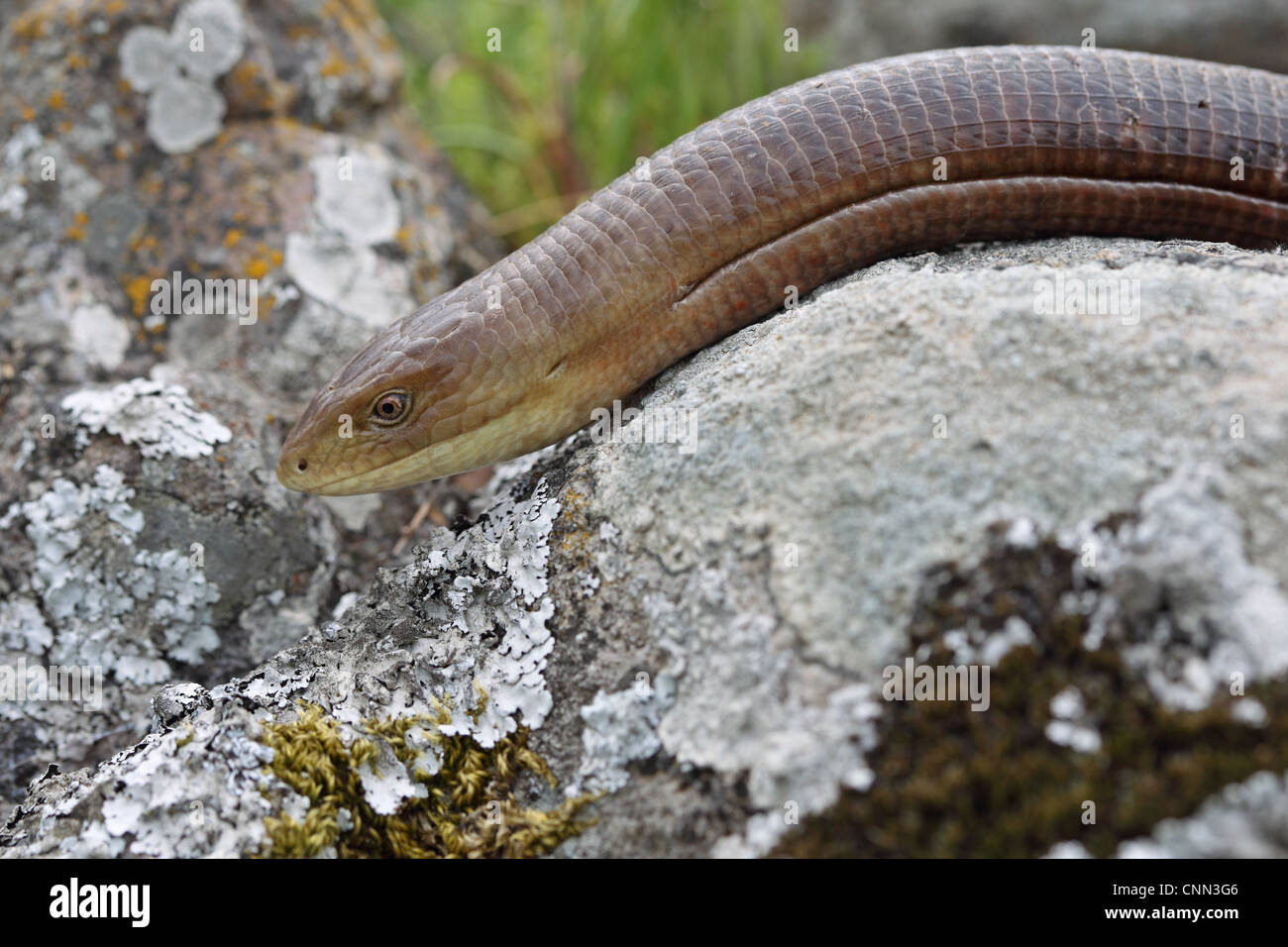 European Glass Lizard (Ophisaurus apodus) adult, close-up of head ...