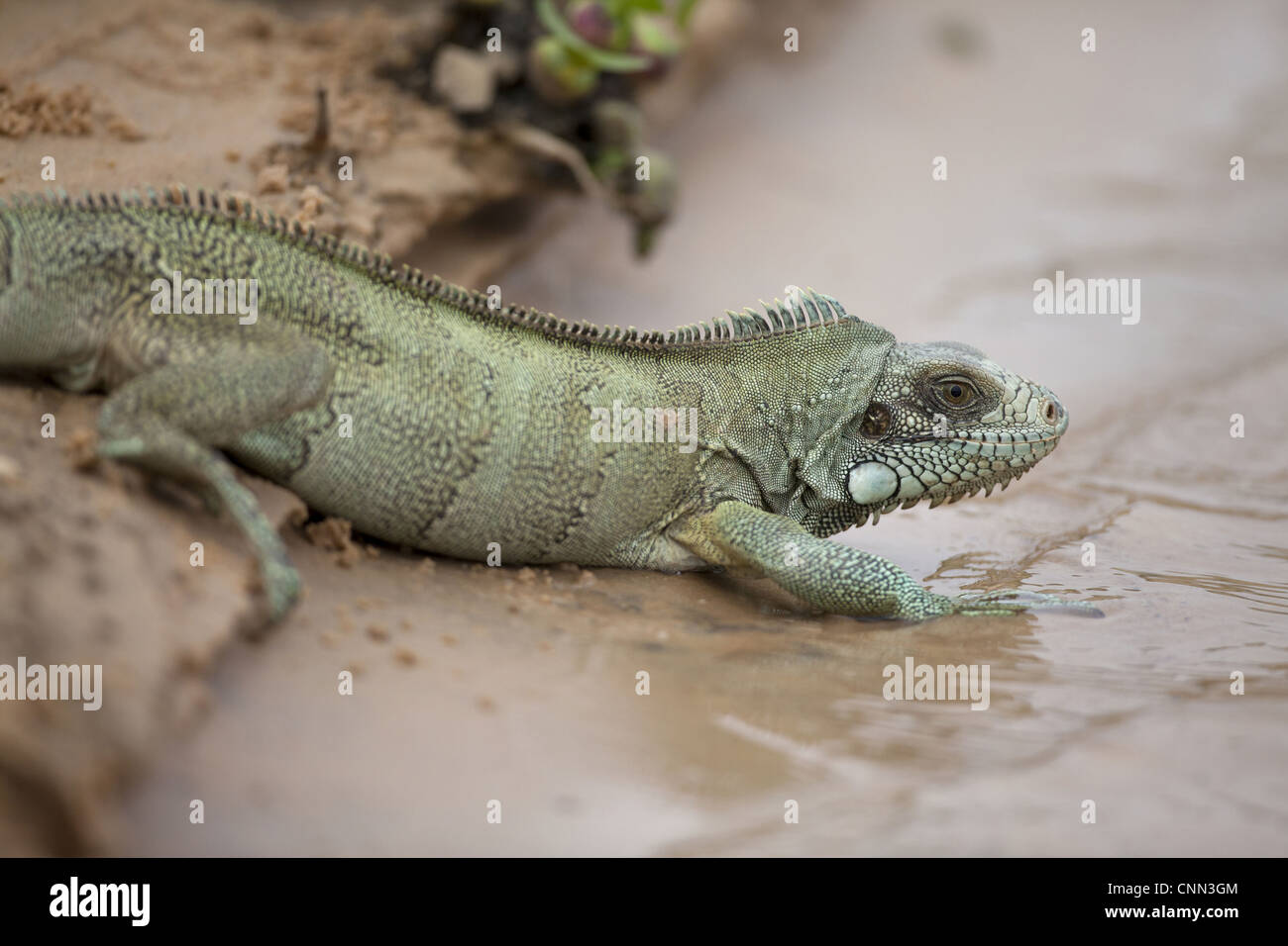 Green Iguana (Iguana iguana) adult, entering water, Paraguay River ...