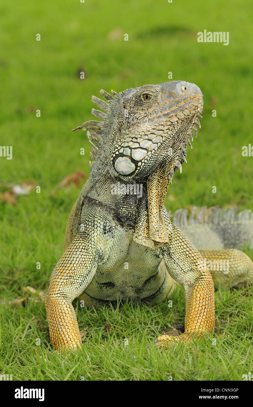 Green Iguana (Iguana iguana) adult, standing on grass, Parque Bolivar ...