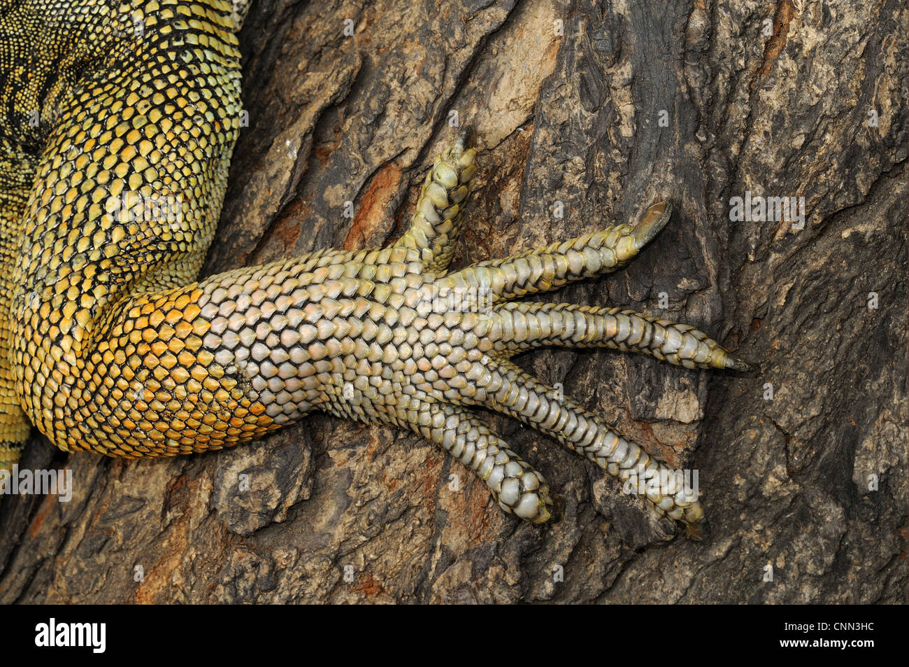 Green Iguana (Iguana iguana) adult, close-up of foot, Parque Bolivar ...